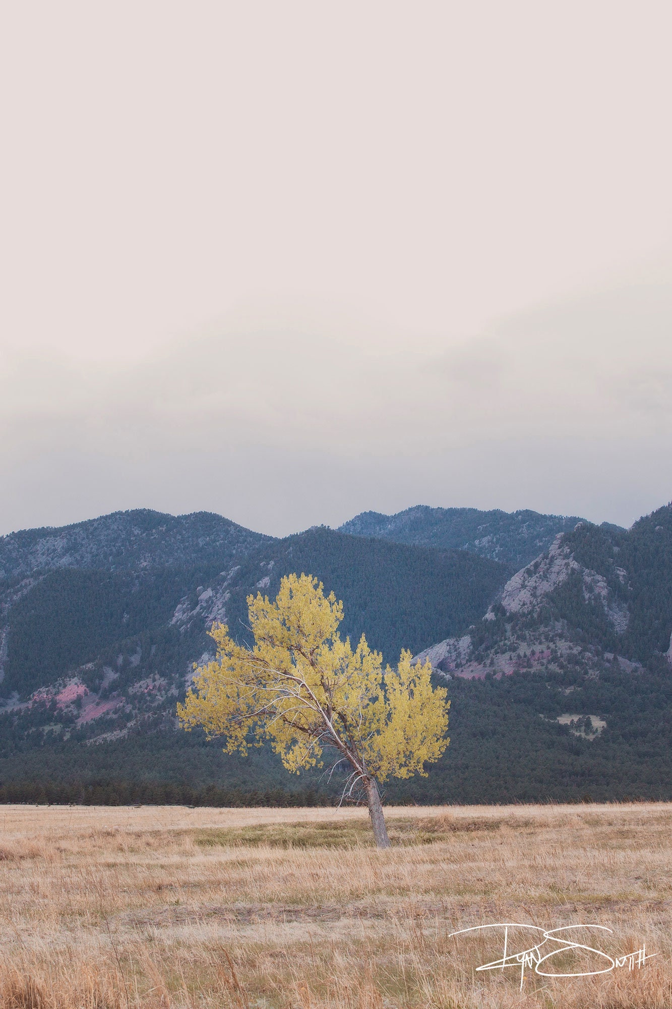 Tree Poster Print Wall Art Print Minimalist Tree Print - Etsy