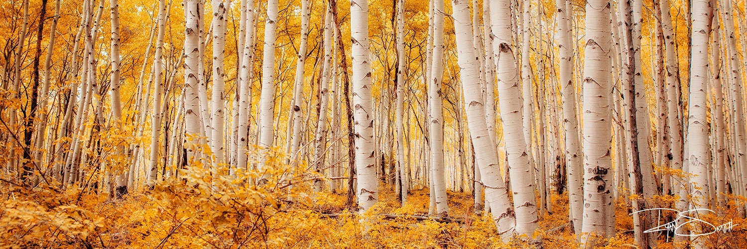 Golden Aspen Fall Foliage Colorado Wall Art Aspen Print Fall | Etsy