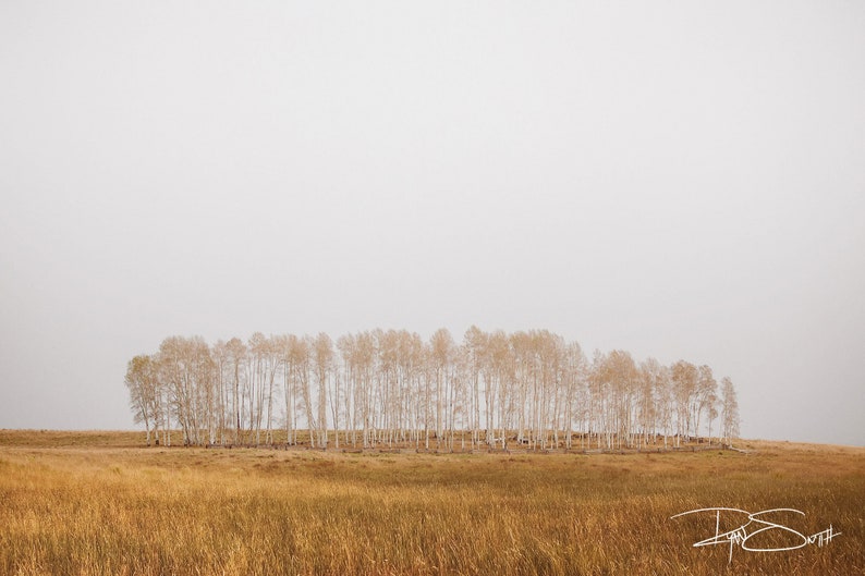 Aspen Tree Wall Art Print Colorado Photography Print Modern | Etsy