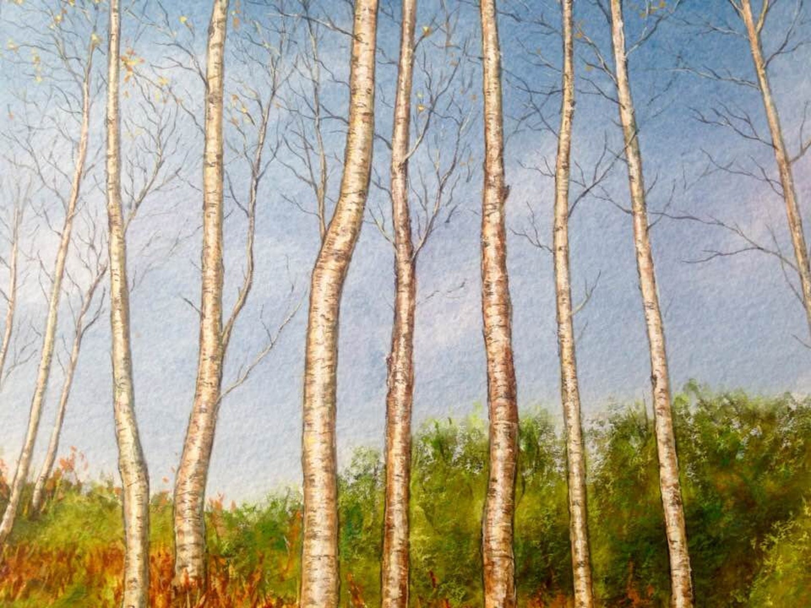 Original Watercolour Painting 'silver Birch Trees' Unframed English ...