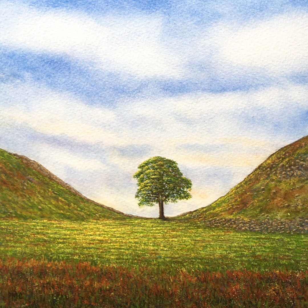Sycamore Gap Original Watercolour Painting by Paul Morgan - Etsy