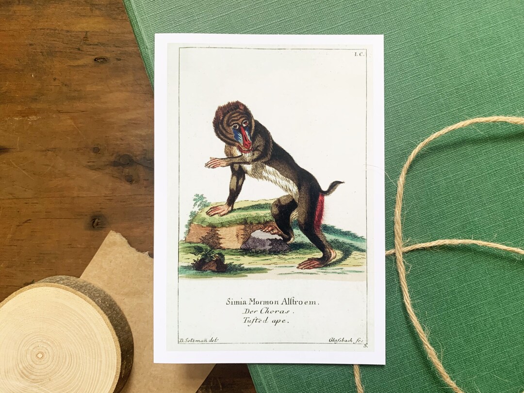 Weird Baboon Birthday Card for Nature Lovers Vintage Animal - Etsy