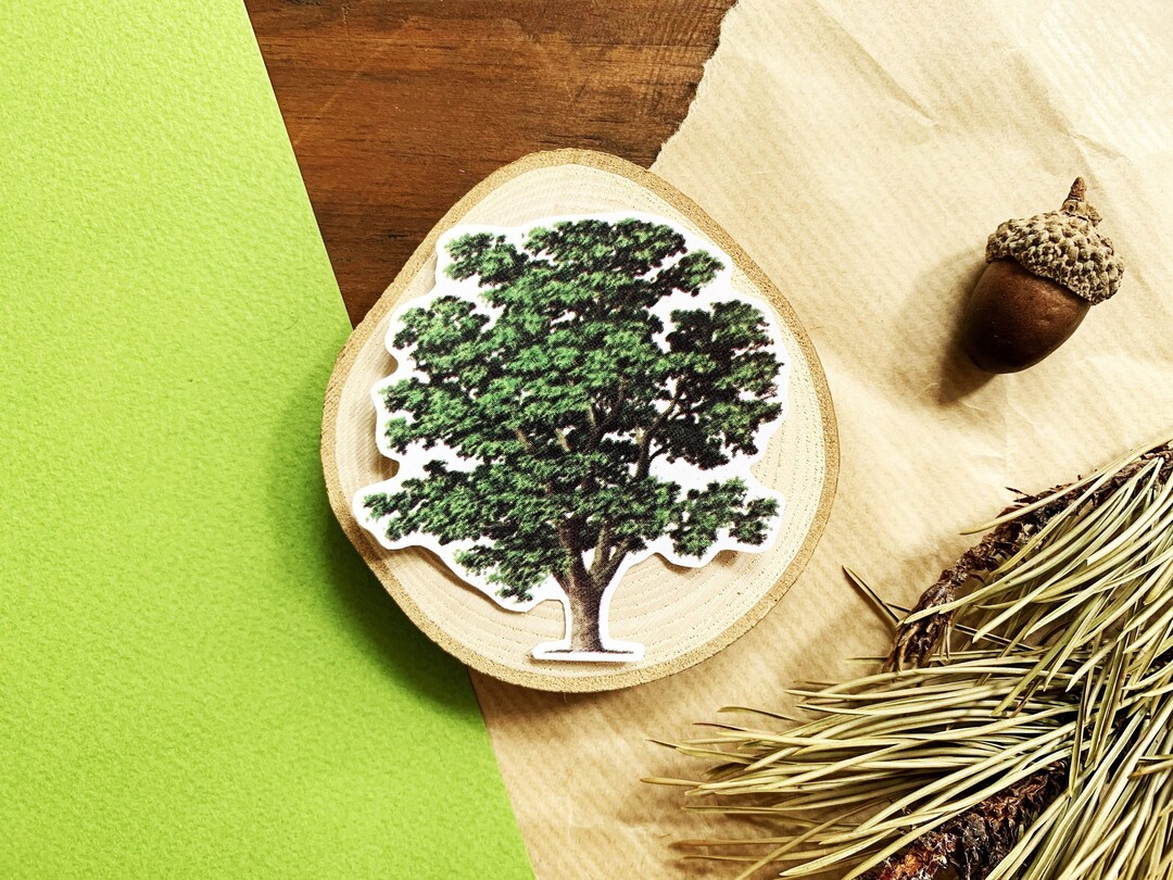 Vintage Walnut Tree Illustration Sticker, Old Aesthetic Painted Tree ...