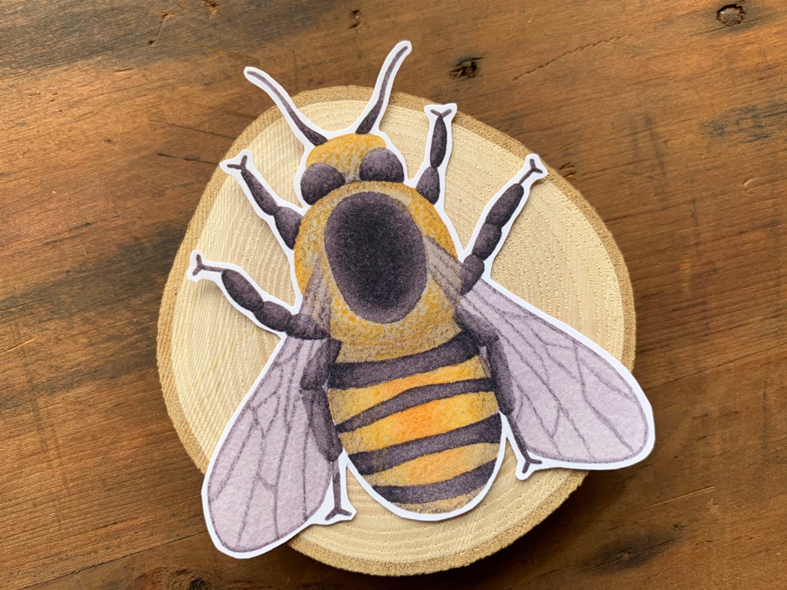 Honey Bee Vinyl Sticker Cute Bee Entomology Laptop Sticker - Etsy