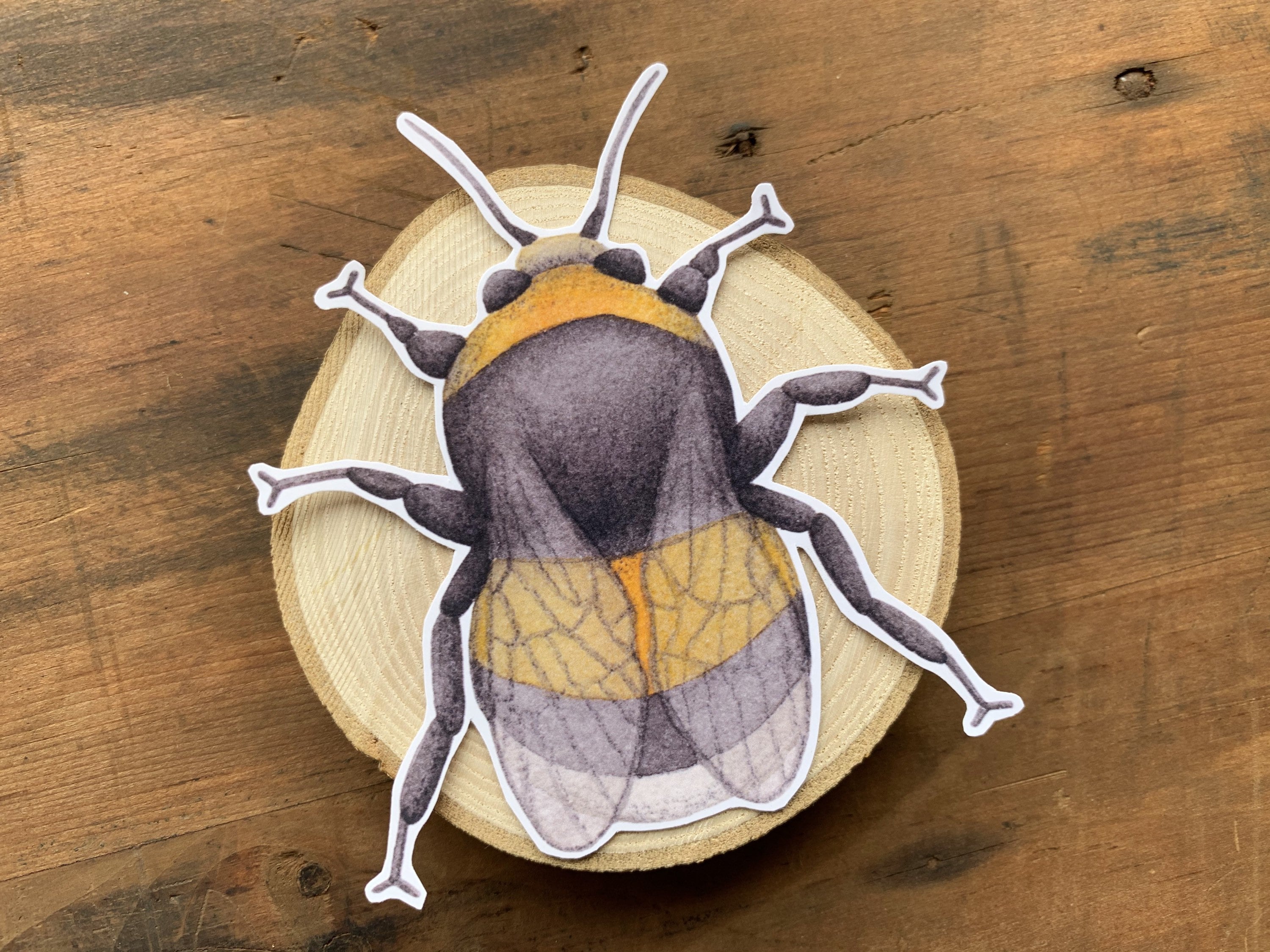 White-tailed Bumblebee Vinyl Sticker: Watercolor Insect Art - Etsy