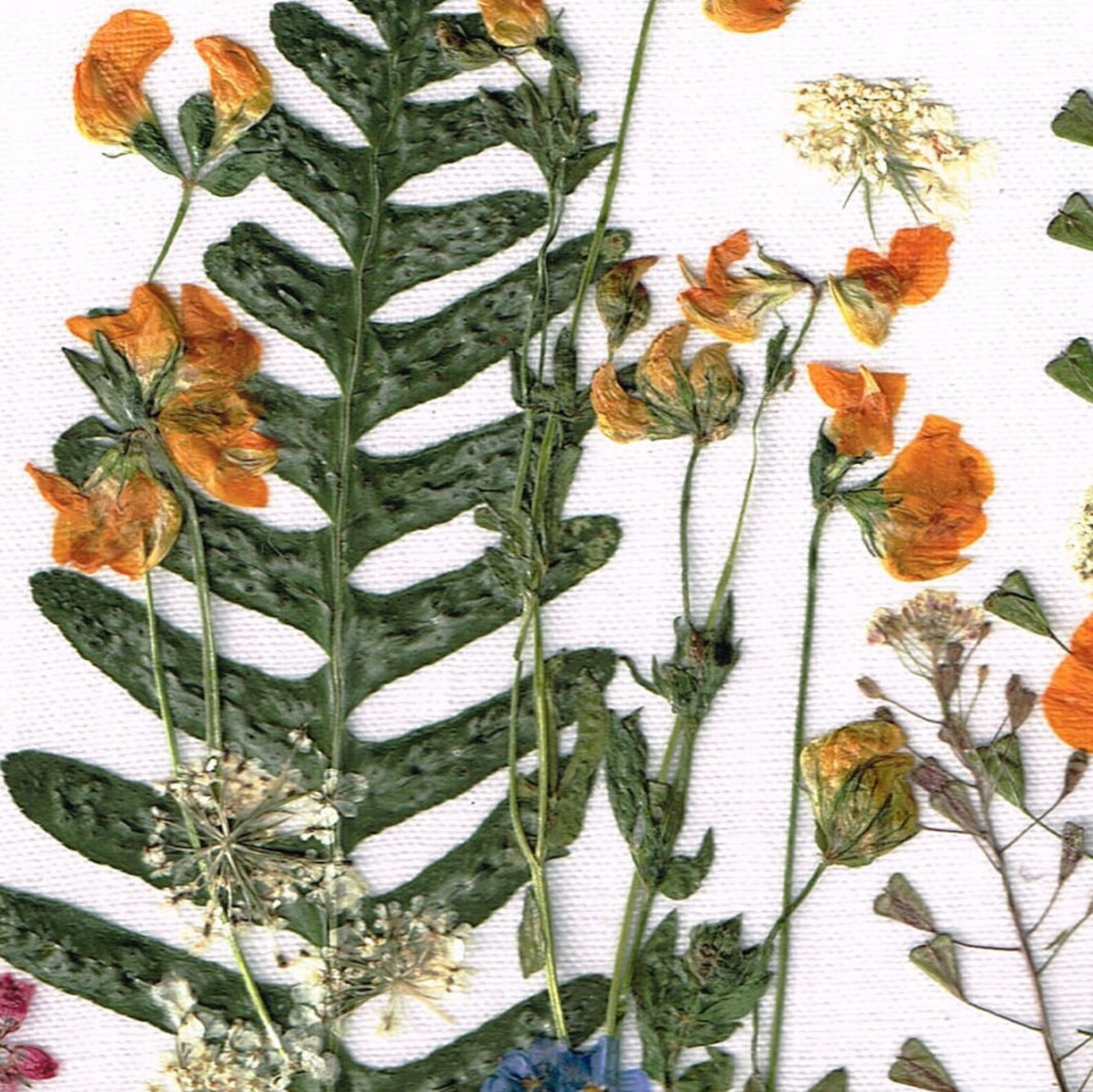 Pressed Fern Wall Art Made of Real Preserved Fern Leaves With Heathers ...