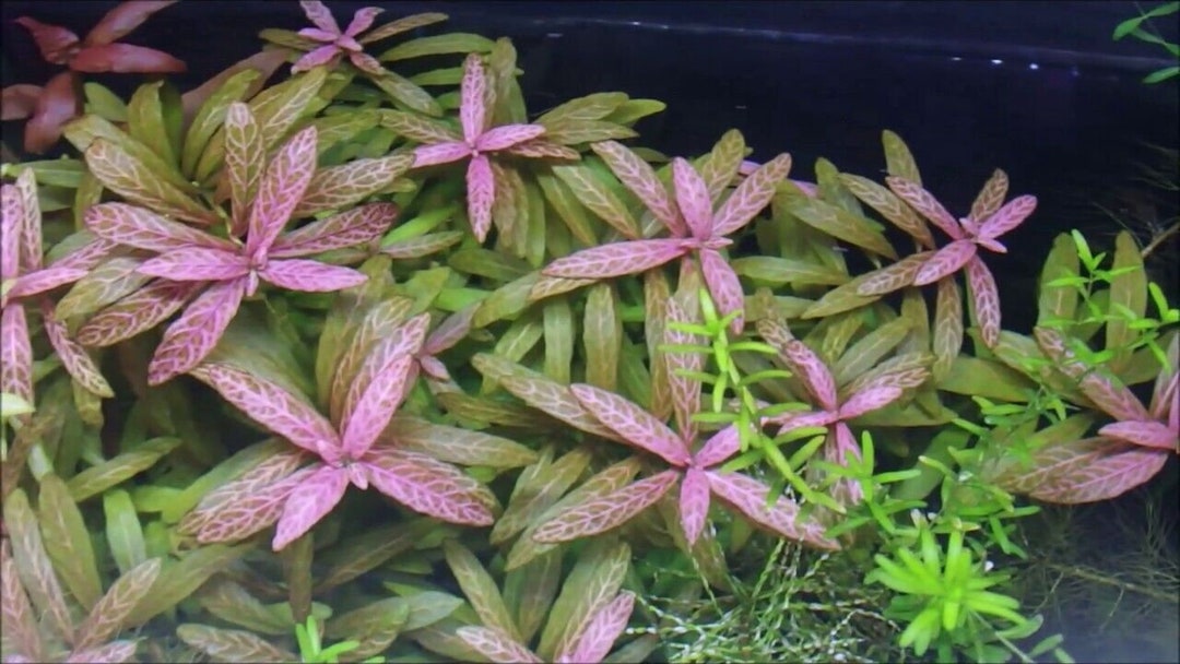 Hygrophila Sunset - Live Aquarium Plant - Etsy