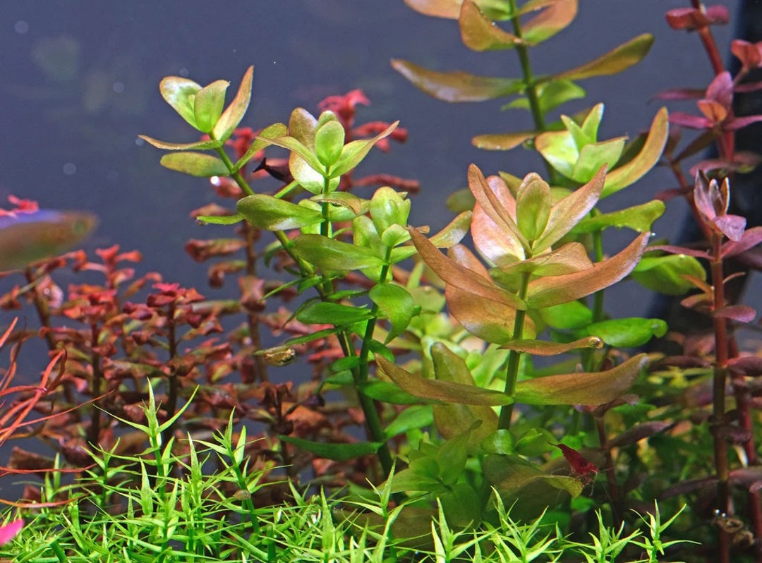 Bacopa Caroliniana Red - Live Aquarium Plants - Etsy