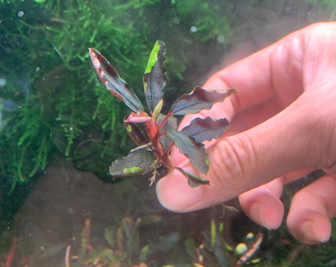 Bucephalandra Black Pearl - Live Aquarium Plant - Etsy