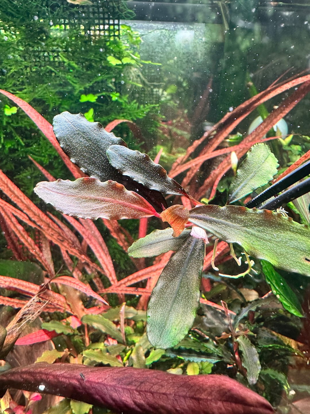 Bucephalandra Violet - Live Aquarium Plant - Etsy