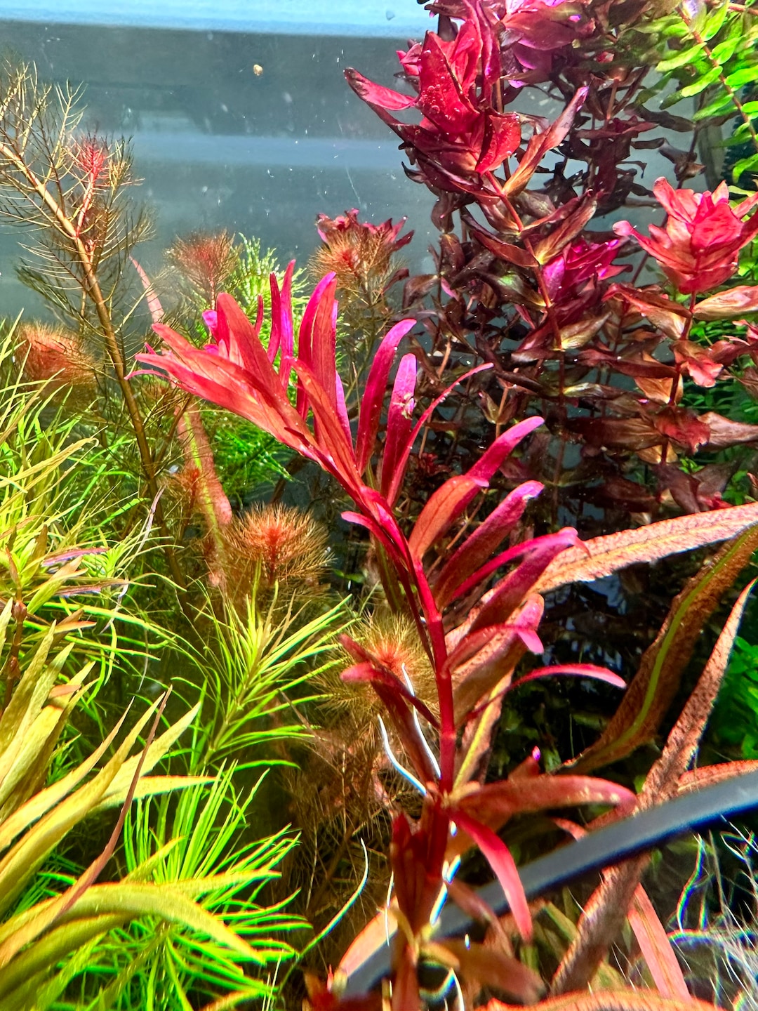 Rotala Blood Red SG Variant Live Aquarium Plant - Etsy
