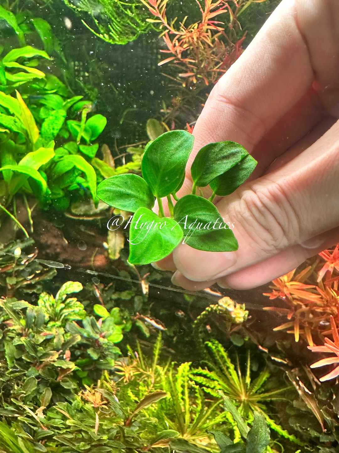 Anubias Nana Petite - Live Aquarium Plant - Etsy