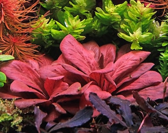Samolus Parviflorus Red Rare Live Aquarium Plants - Etsy