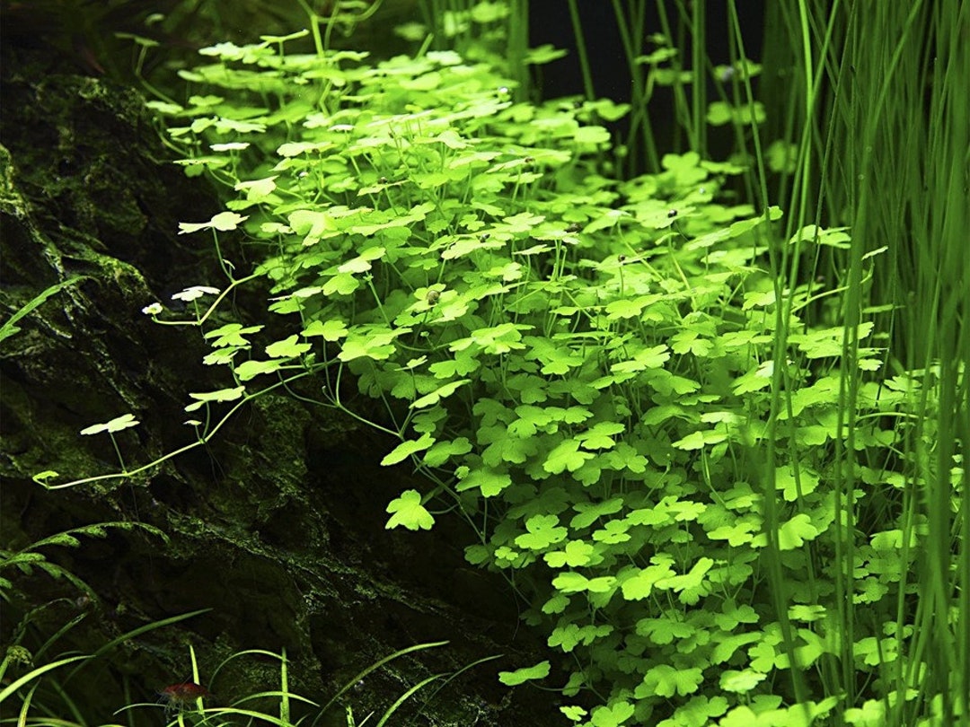 Hydrocotyle Tripartita - Live Aquarium Plant - Etsy