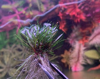 Blood Vomit Plant - Etsy