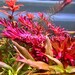 Rotala Blood Red SG Variant - Live Aquarium Plant - Etsy