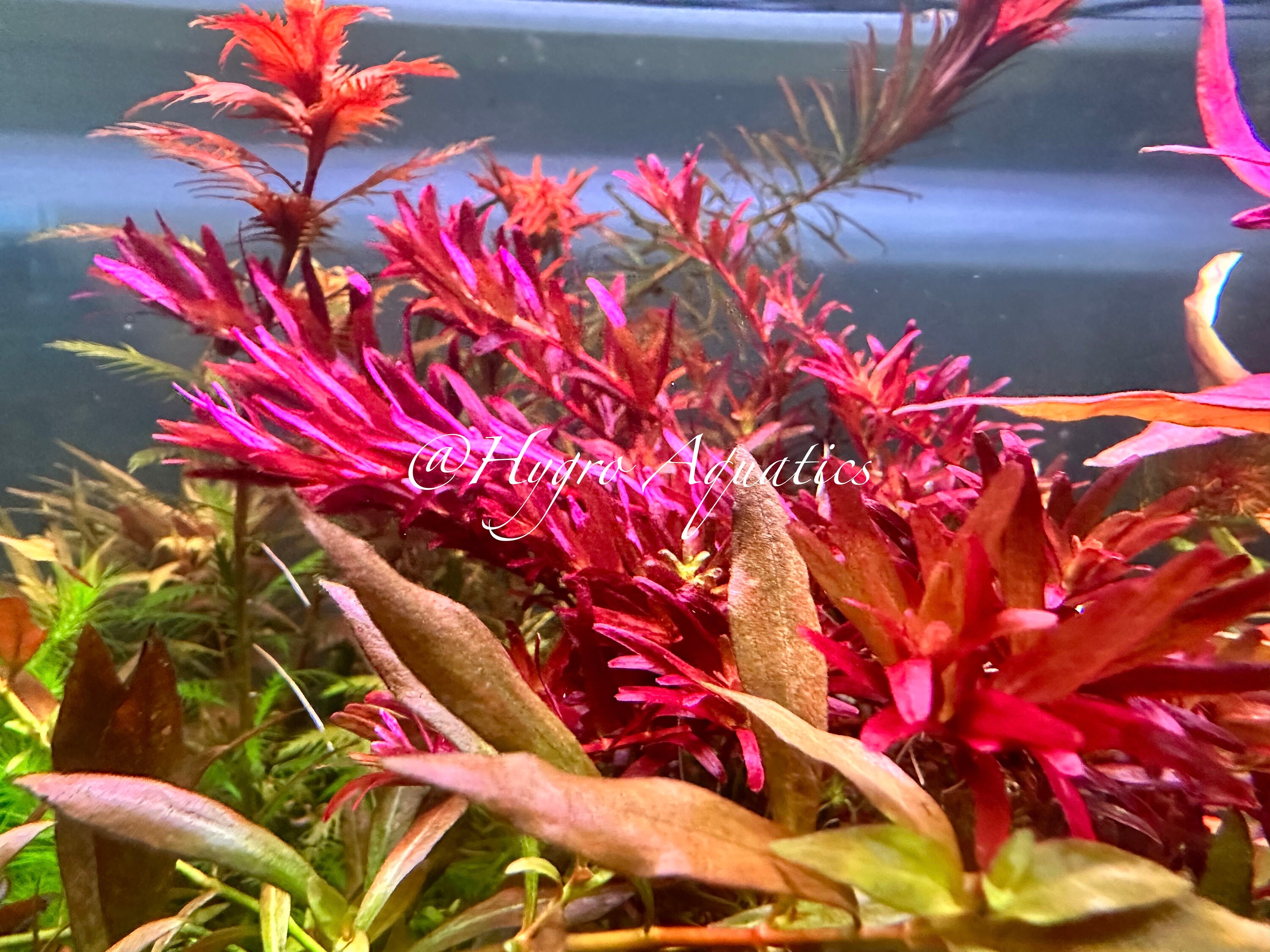 Rotala Blood Red SG Variant - Live Aquarium Plant - Etsy