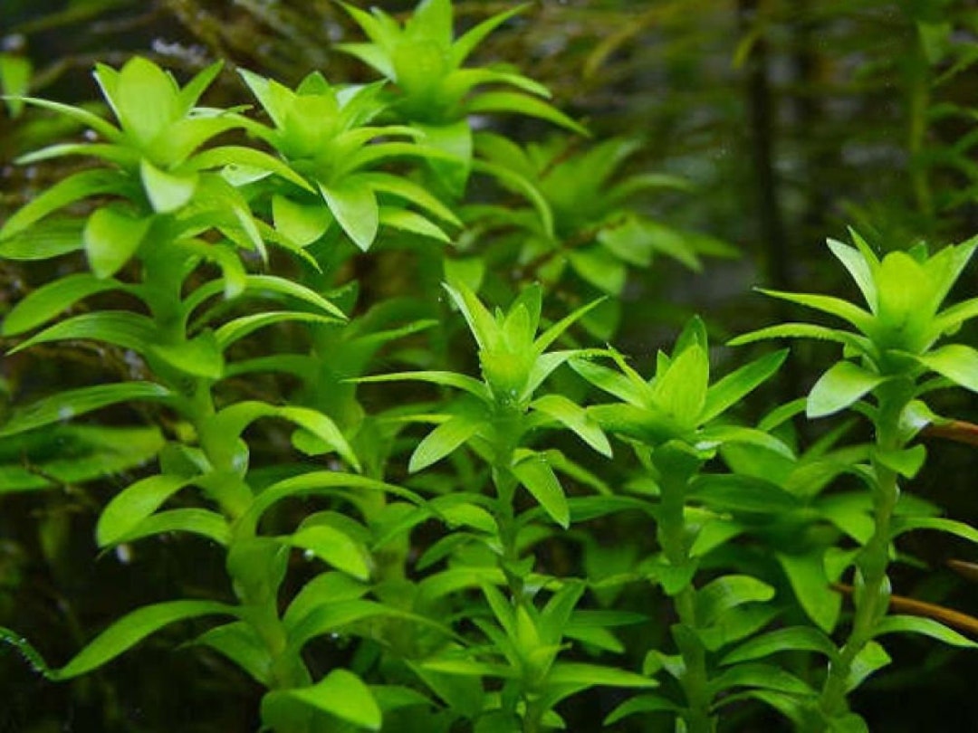 Tonina Fluviatilis - Live Aquarium Plant - Etsy