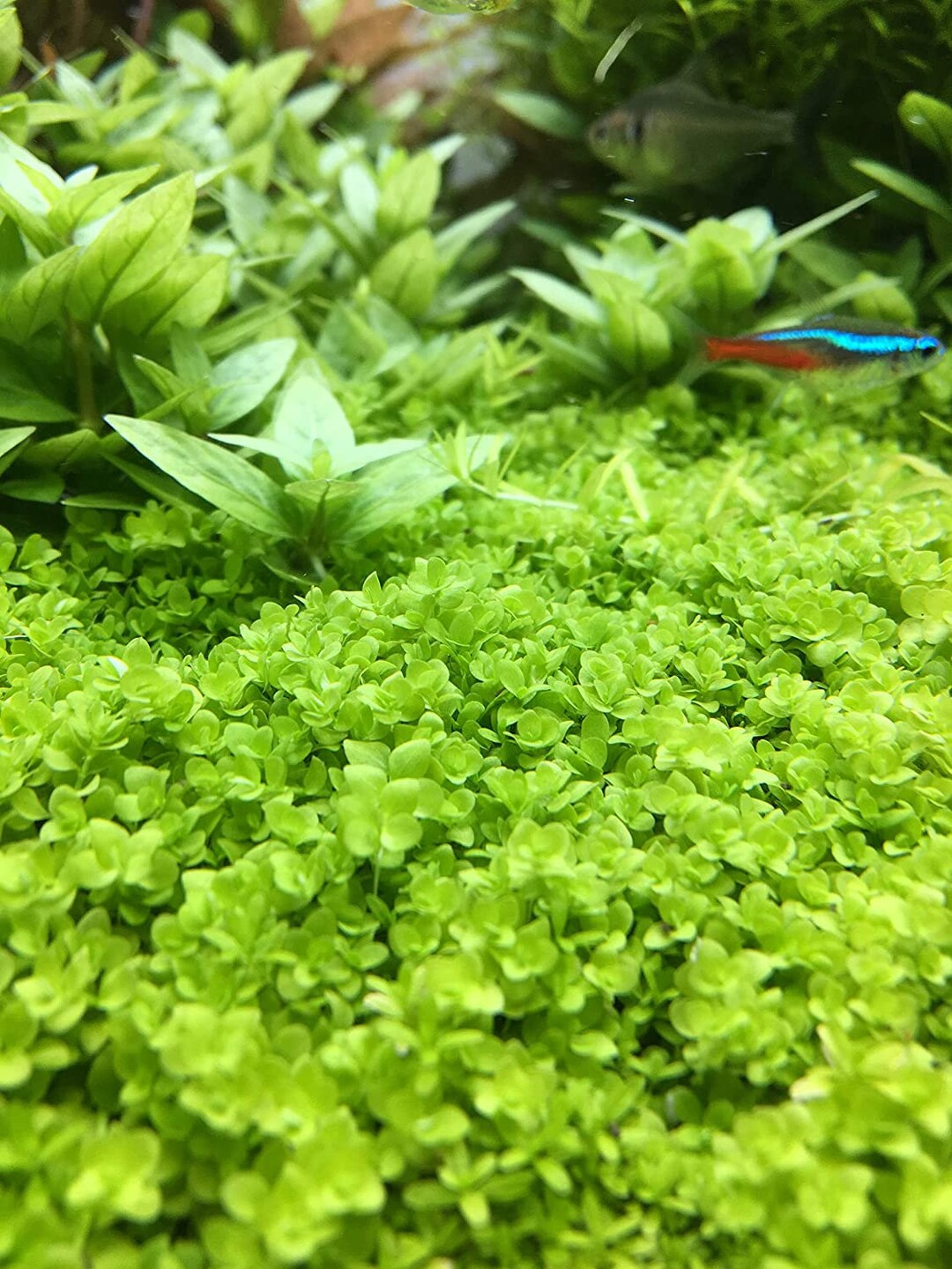 Micranthemum 'monte Carlo' - Live Aquarium Plant - Etsy