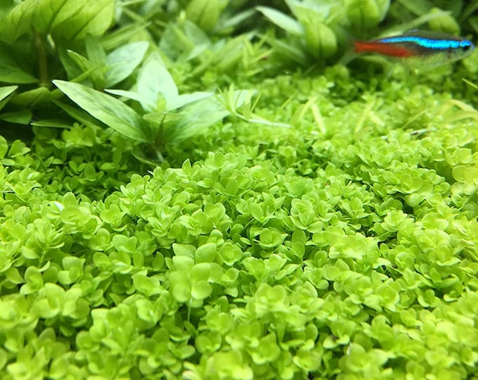 Micranthemum 'monte Carlo' - Live Aquarium Plant - Etsy
