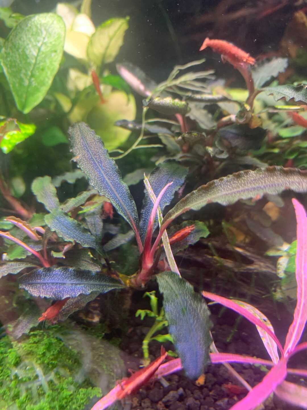 Bucephalandra Kedagang Red Live Aquarium Plant - Etsy