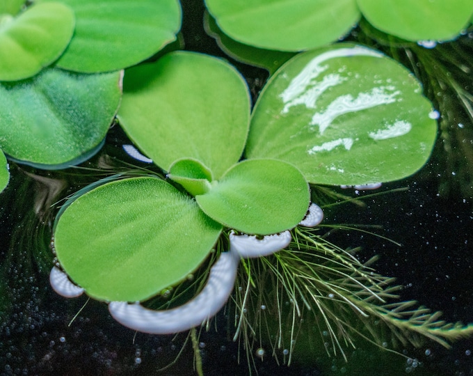 Dwarf Water Lettuce - Live Aquarium Floating Plant - Etsy