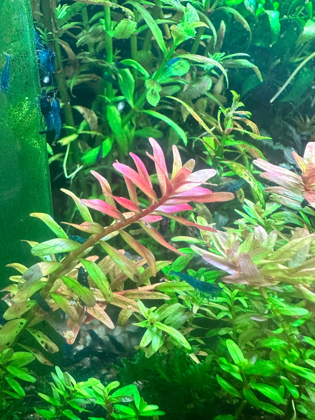 Rotala Coin Leaf - Live Aquarium Plant - Etsy