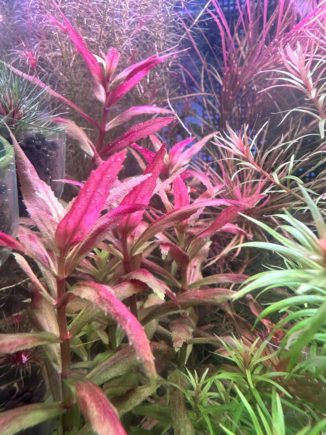 Limnophila Belem Rare Aquarium Live Plant - Etsy