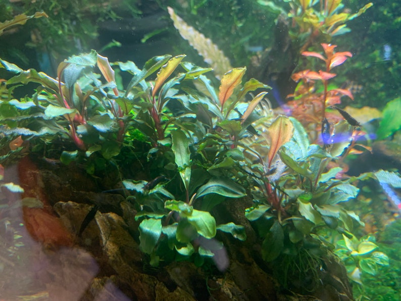 Bucephalandra Plants Live Aquarium Plant - Etsy