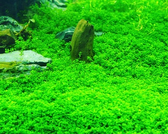 BUY2GET1FREE Dwarf Baby Tears Pot Live Aquarium Pond Plants - Etsy