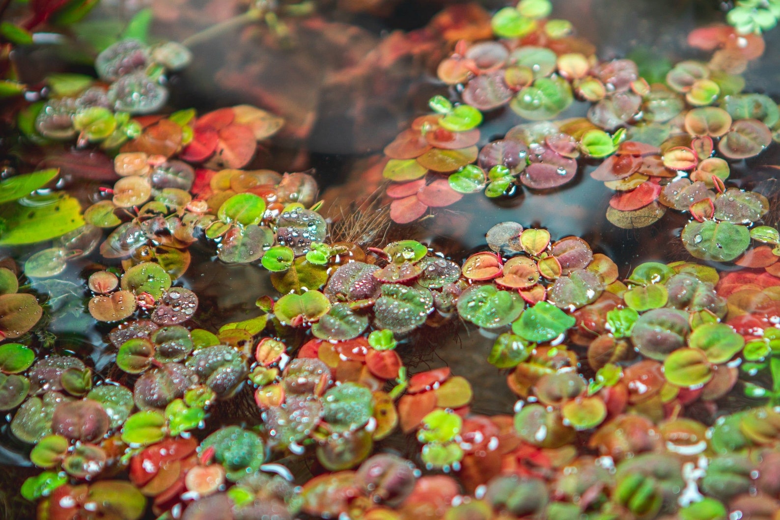Phyllanthus Fluitans Red Root Floater - Live Aquarium Plant - Etsy