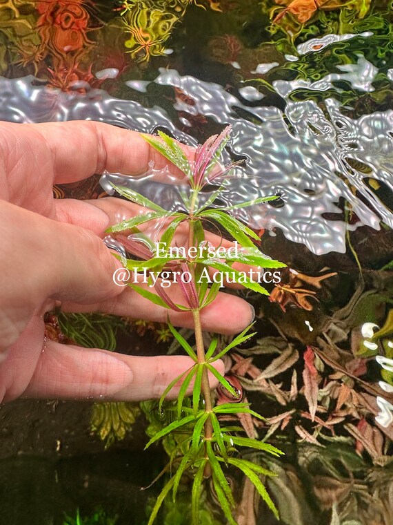 Limnophila Aromatica Emersed