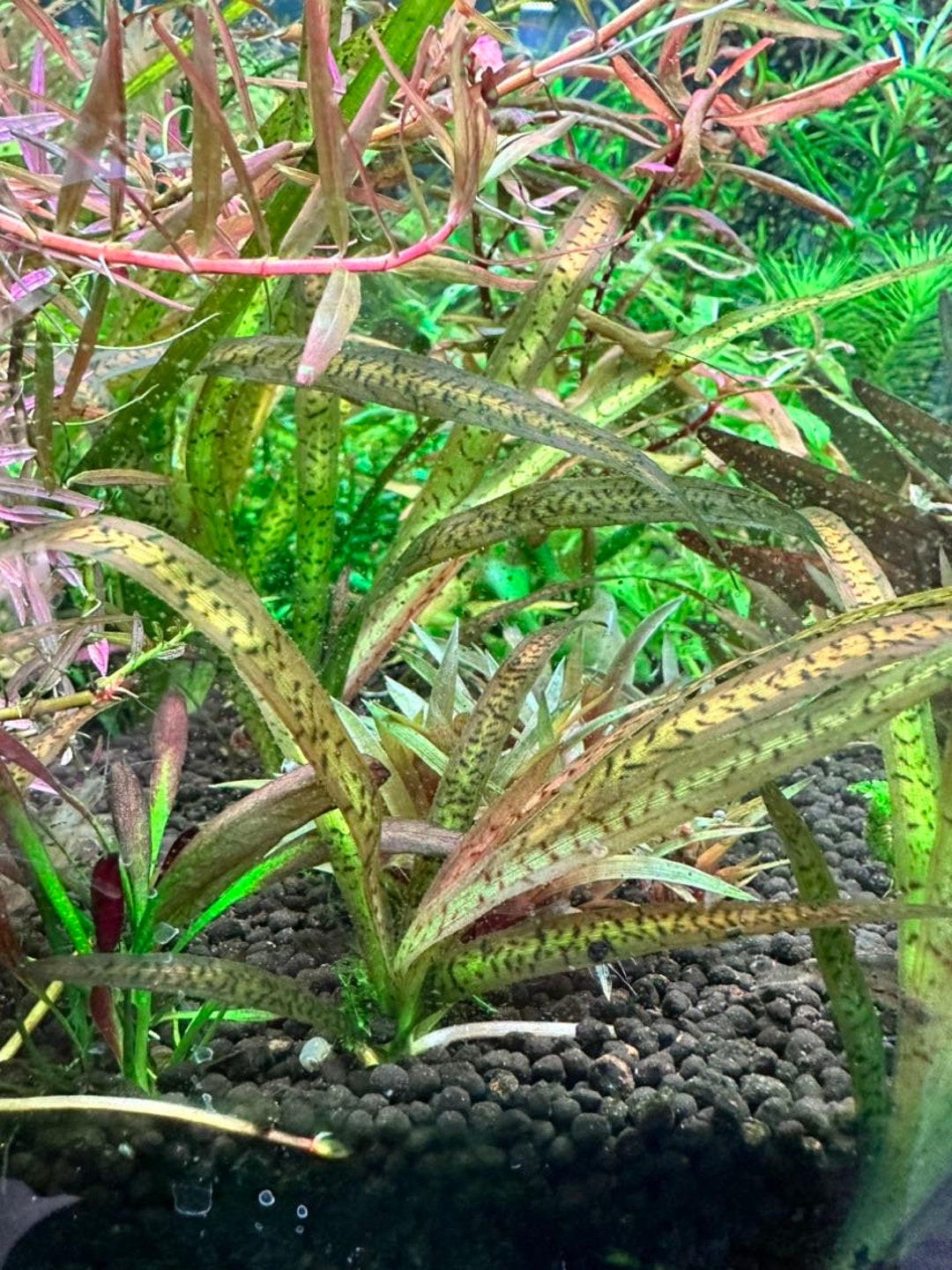 Vallisneria Spiralis Leopard - Live Aquarium Plant - Etsy