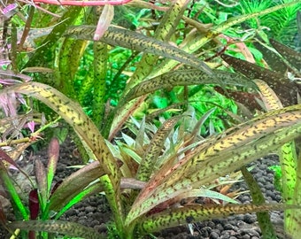 Vallisneria Spiralis BUY3GET1FREE Live Aquarium Plant Aquascape - Etsy