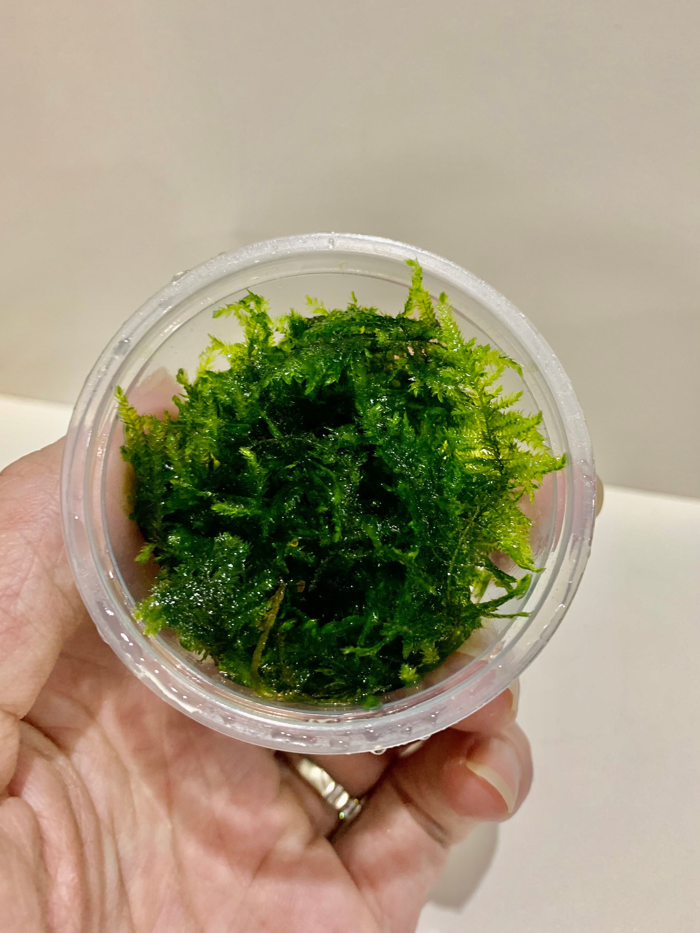 Mini Christmas Moss Submerged Grow Aquarium Live Plant - Etsy