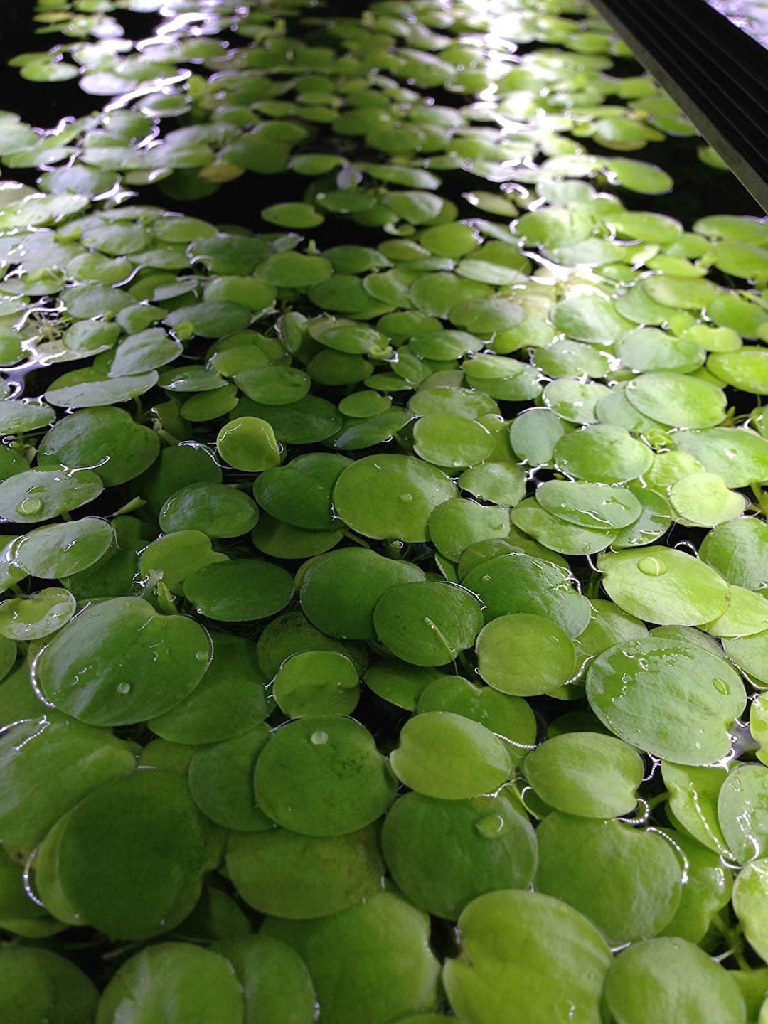 Amazon Frogbit - Live Aquarium Floating Plant - Etsy