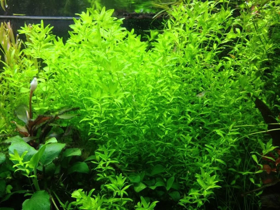 Micranthemum Micranthemoides Pearl Weed- Live Aquarium Plant - Etsy