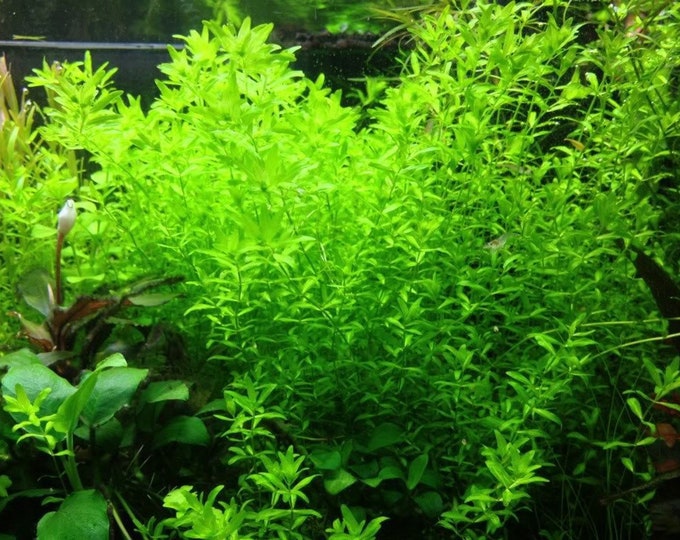 Micranthemum Micranthemoides Pearl Weed- Live Aquarium Plant - Etsy