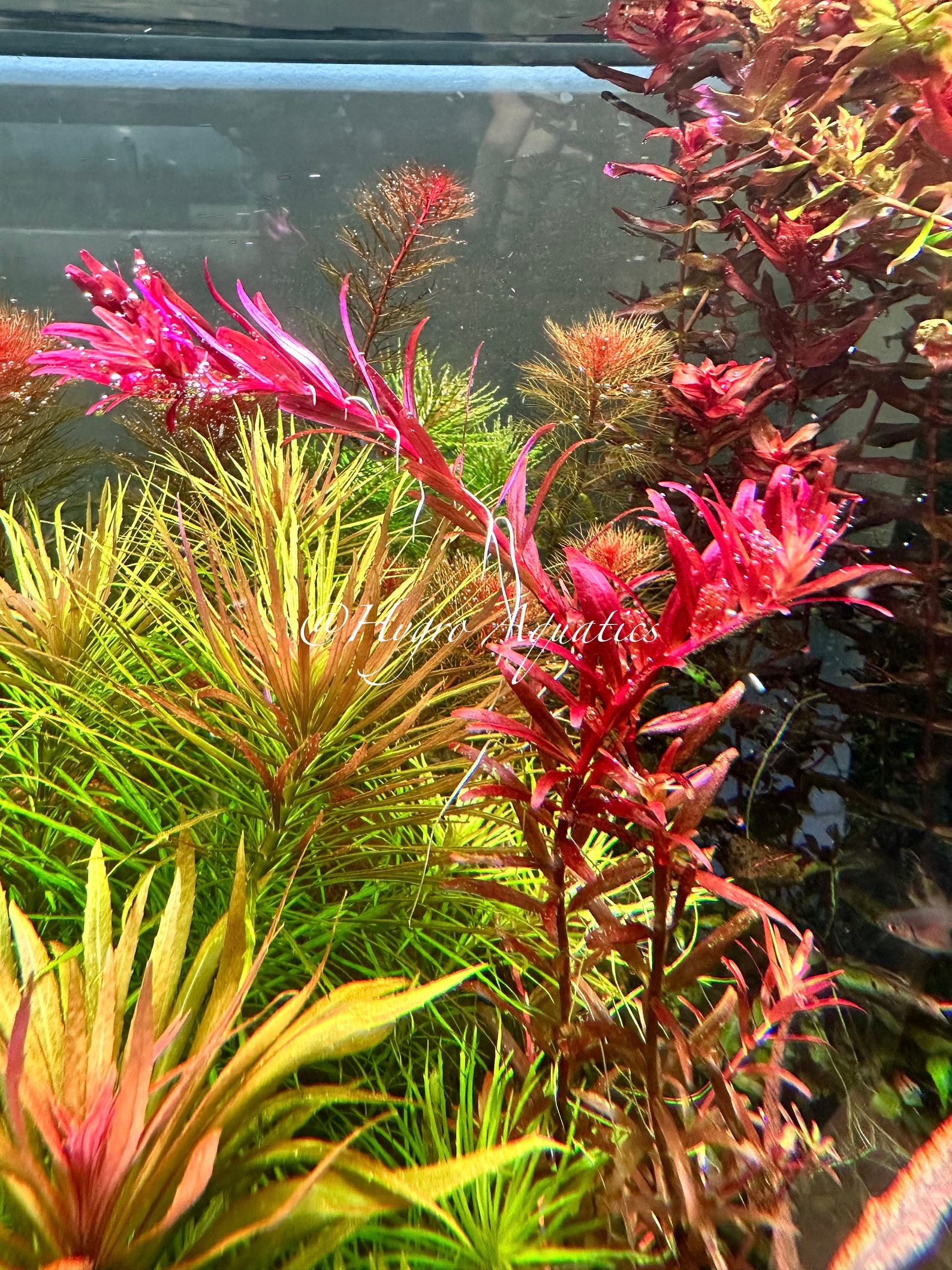 Rotala Blood Red SG Variant - Live Aquarium Plant - Etsy