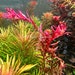 Rotala Blood Red SG Variant - Live Aquarium Plant - Etsy
