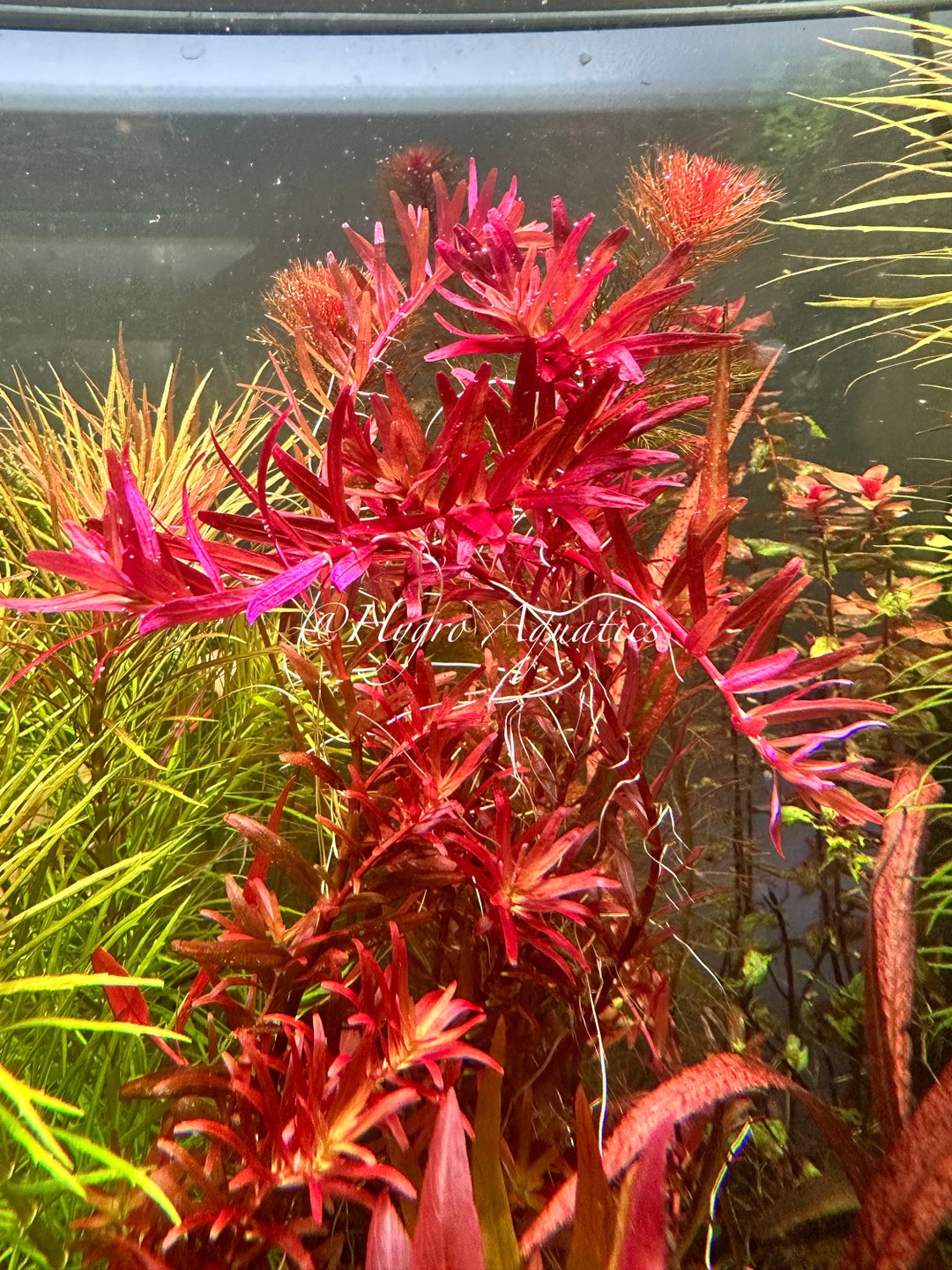 Rotala Blood Red SG Variant - Live Aquarium Plant - Etsy