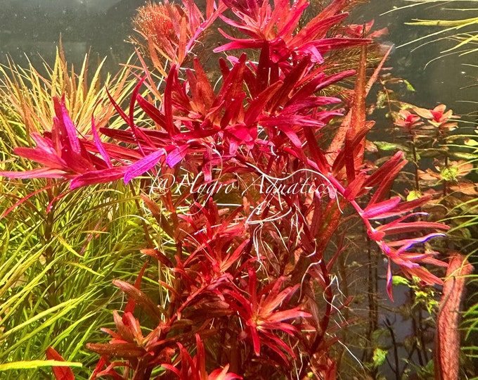 Rotala Blood Red SG Variant - Live Aquarium Plant - Etsy