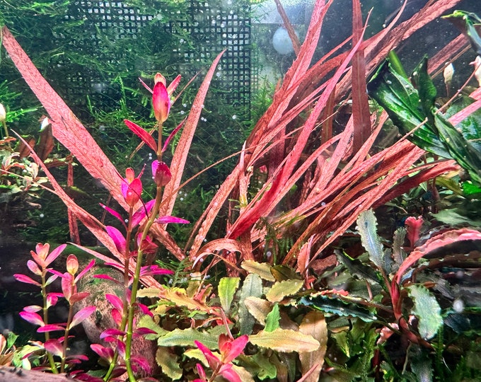 Cryptocoryne Spiralis Red Live Aquarium Plant - Etsy