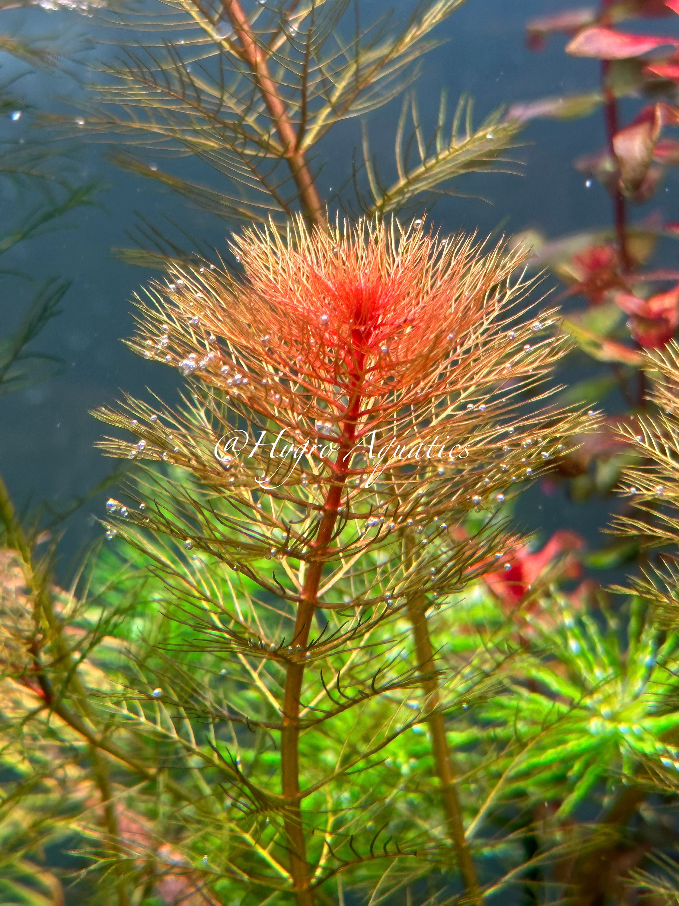 Myriophyllum Tuberculatum