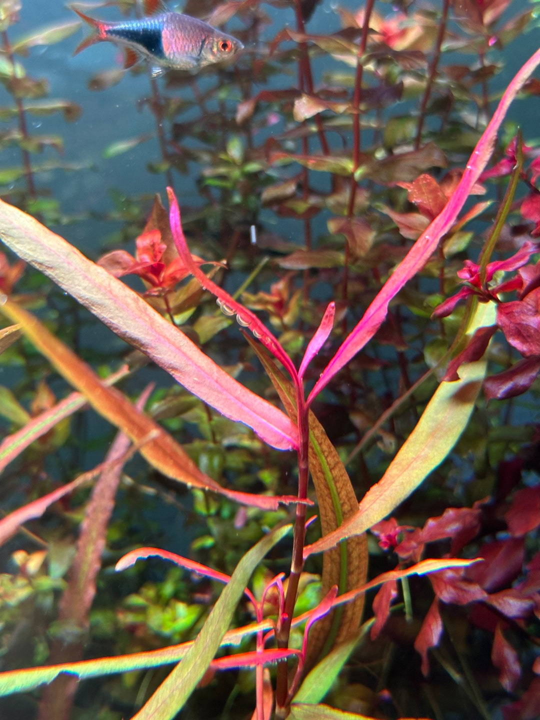 Persicaria Sp Kawagoeaum Live Aquarium Plants - Etsy