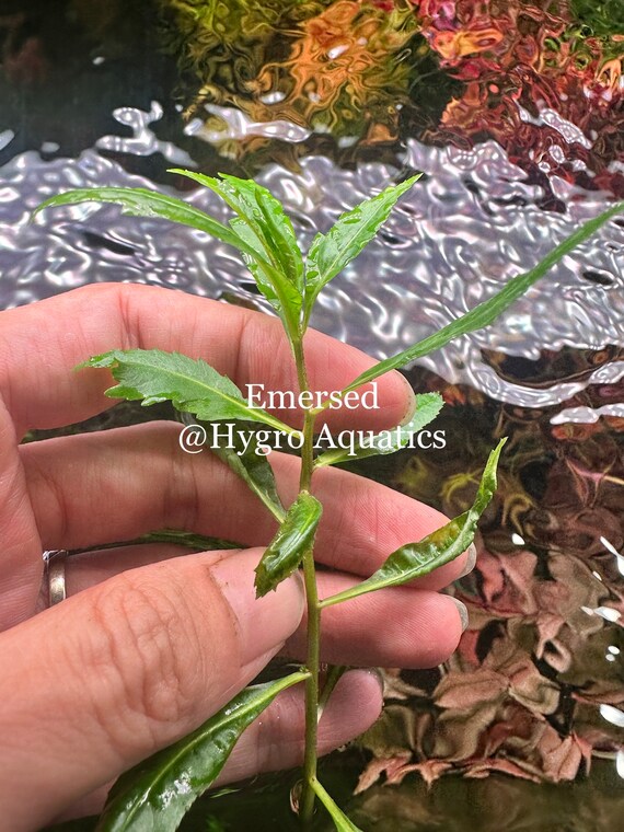 Hygrophila Corymbosa Emersed