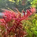 Rotala Blood Red SG Variant - Live Aquarium Plant - Etsy