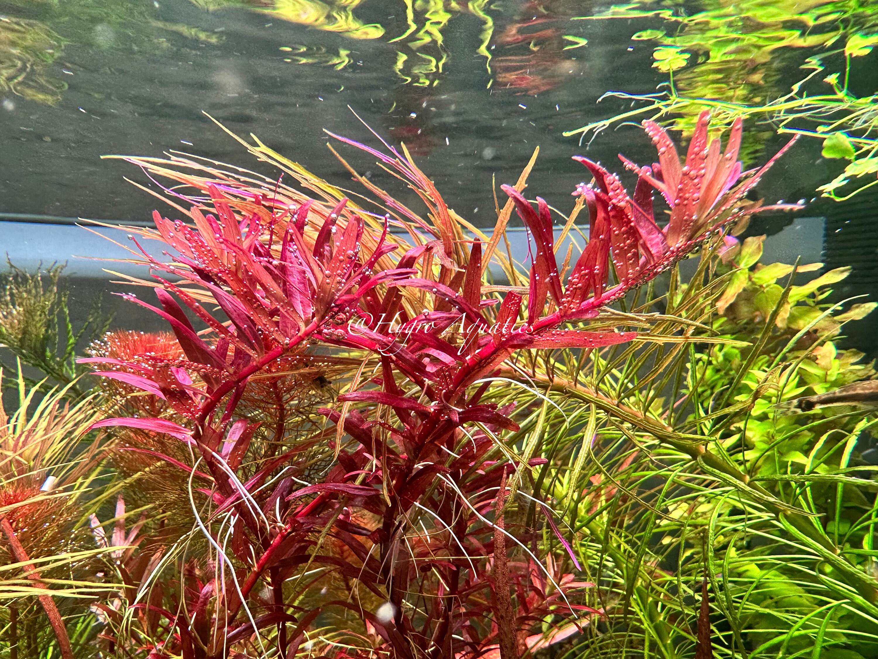 Rotala Blood Red SG Variant - Live Aquarium Plant - Etsy