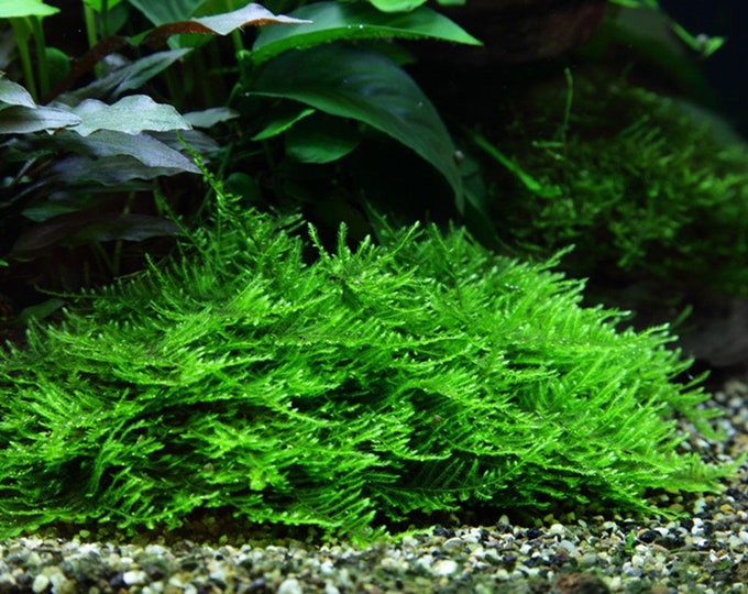 Taxiphylllum Sp. Spiky Moss - Submerged Grow Aquarium Live Plant - Etsy
