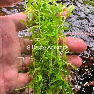Micranthemum Micranthemoides Pearl Weed- Live Aquarium Plant - Etsy